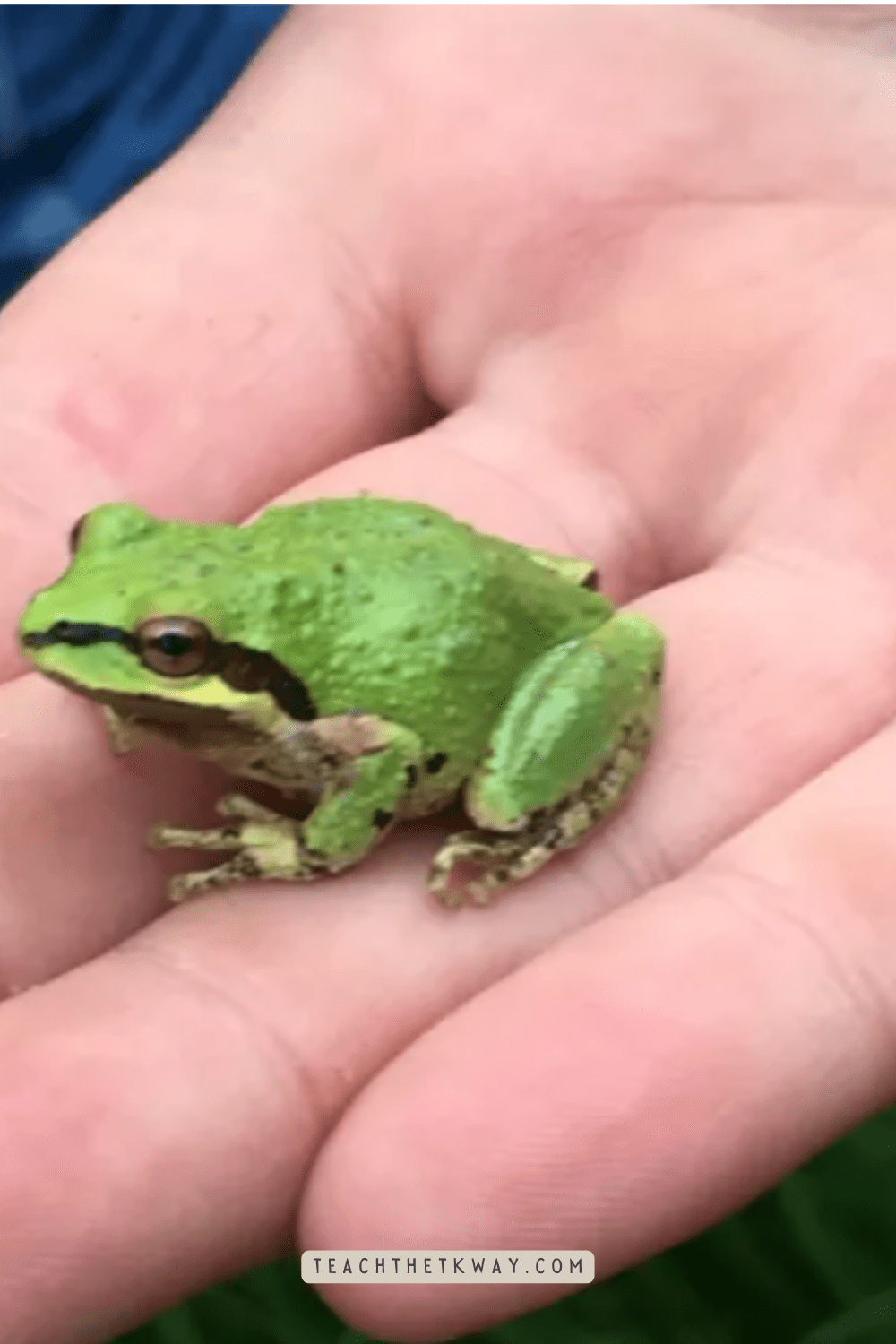 Classroom Pets - Teach The TK Way play based