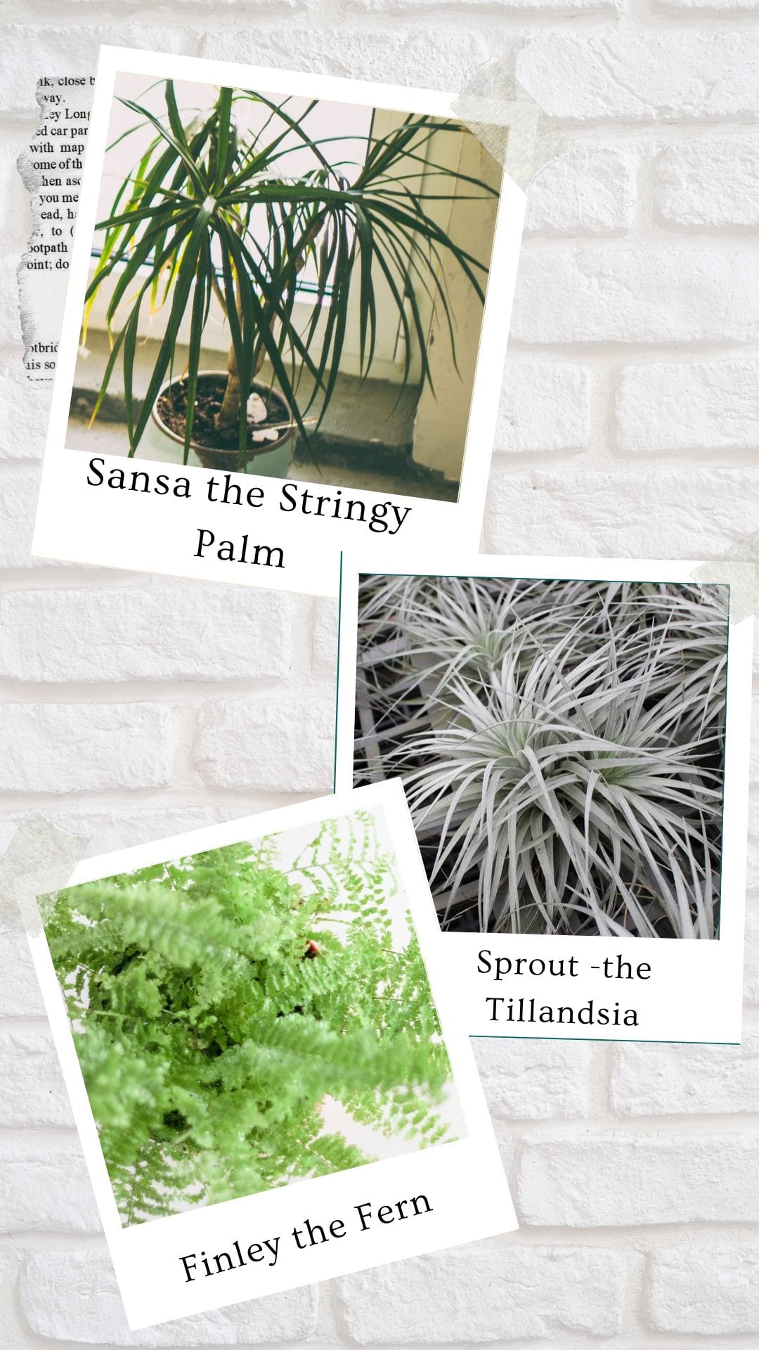 Naming the Plants in the Classroom - Teach The TK Way